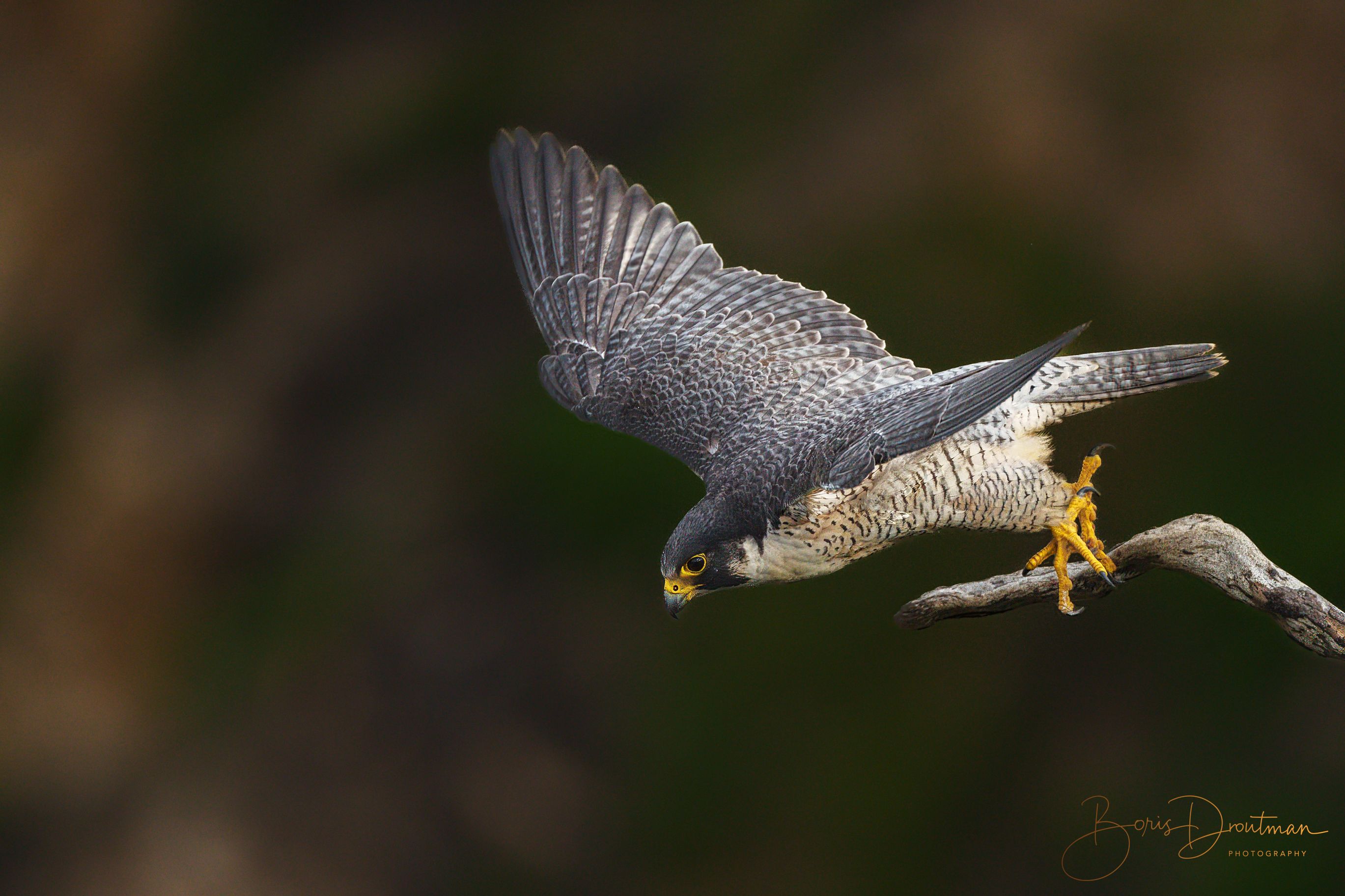 Take-off from the perch (peregrine falcon) by Boris Droutman on YouPic