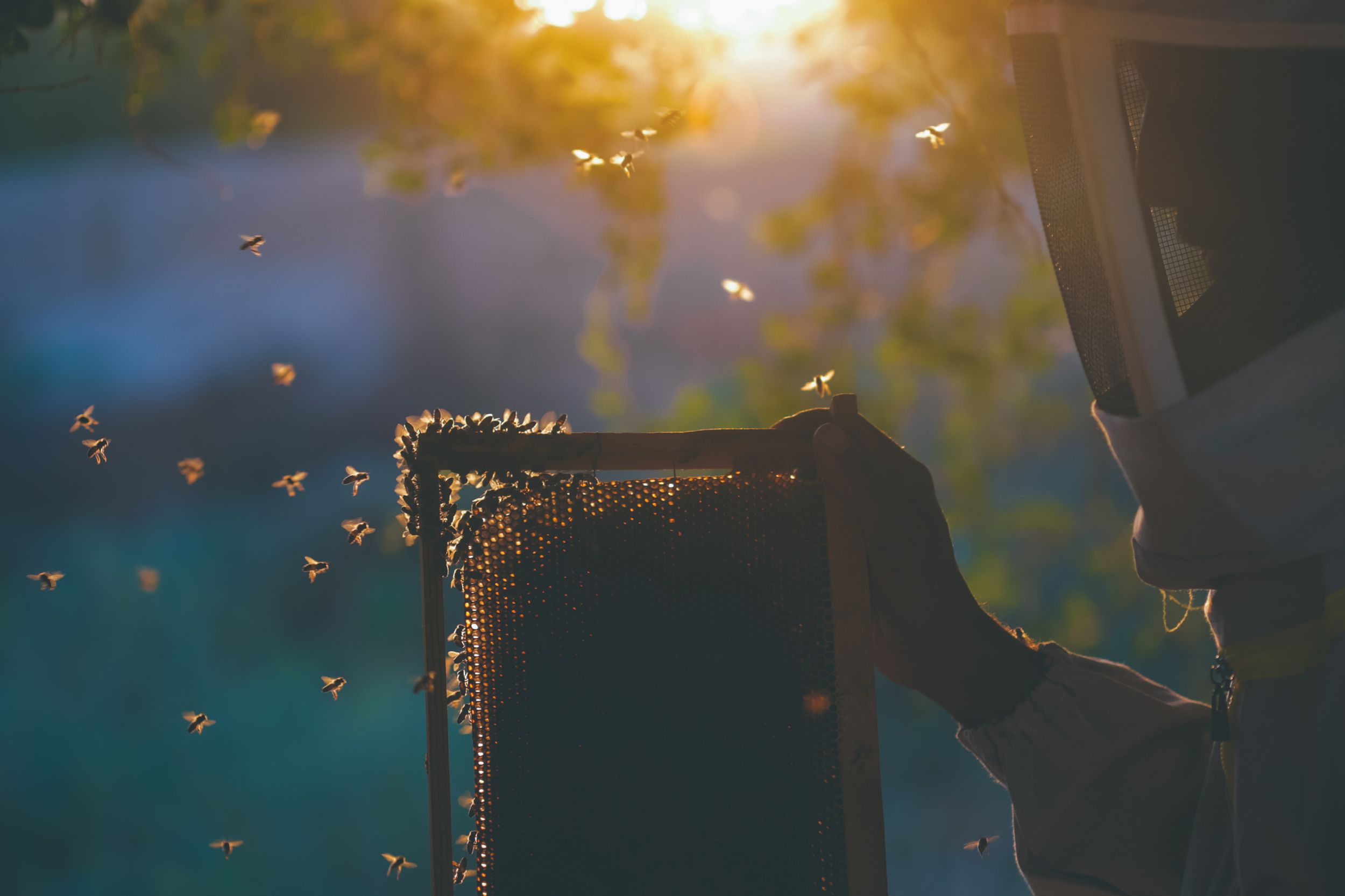 Learn about the stages of honey production by Ala Askool on YouPic