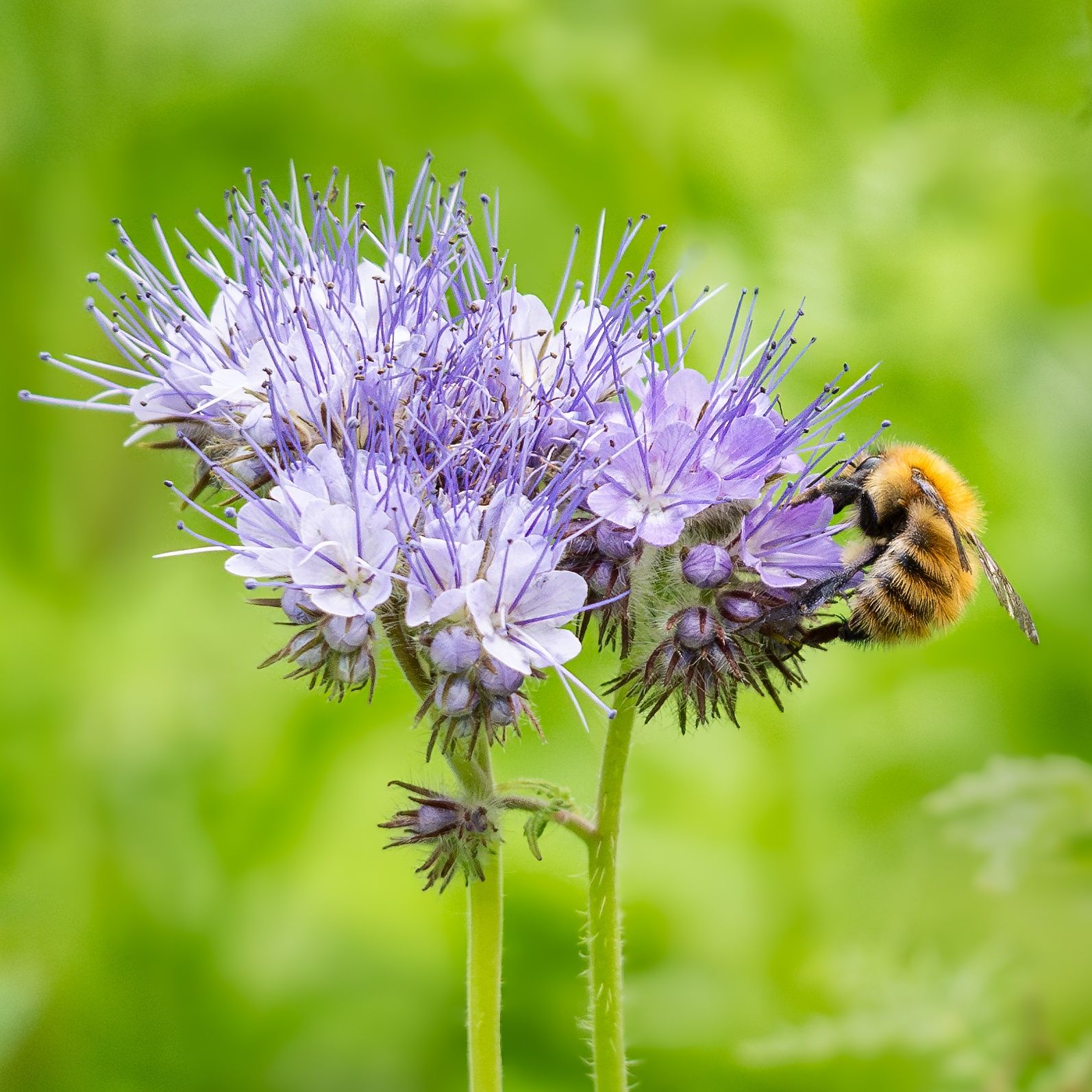 Bee's Friend (Phacelia tanacetifolia) and bee by Hogan on YouPic