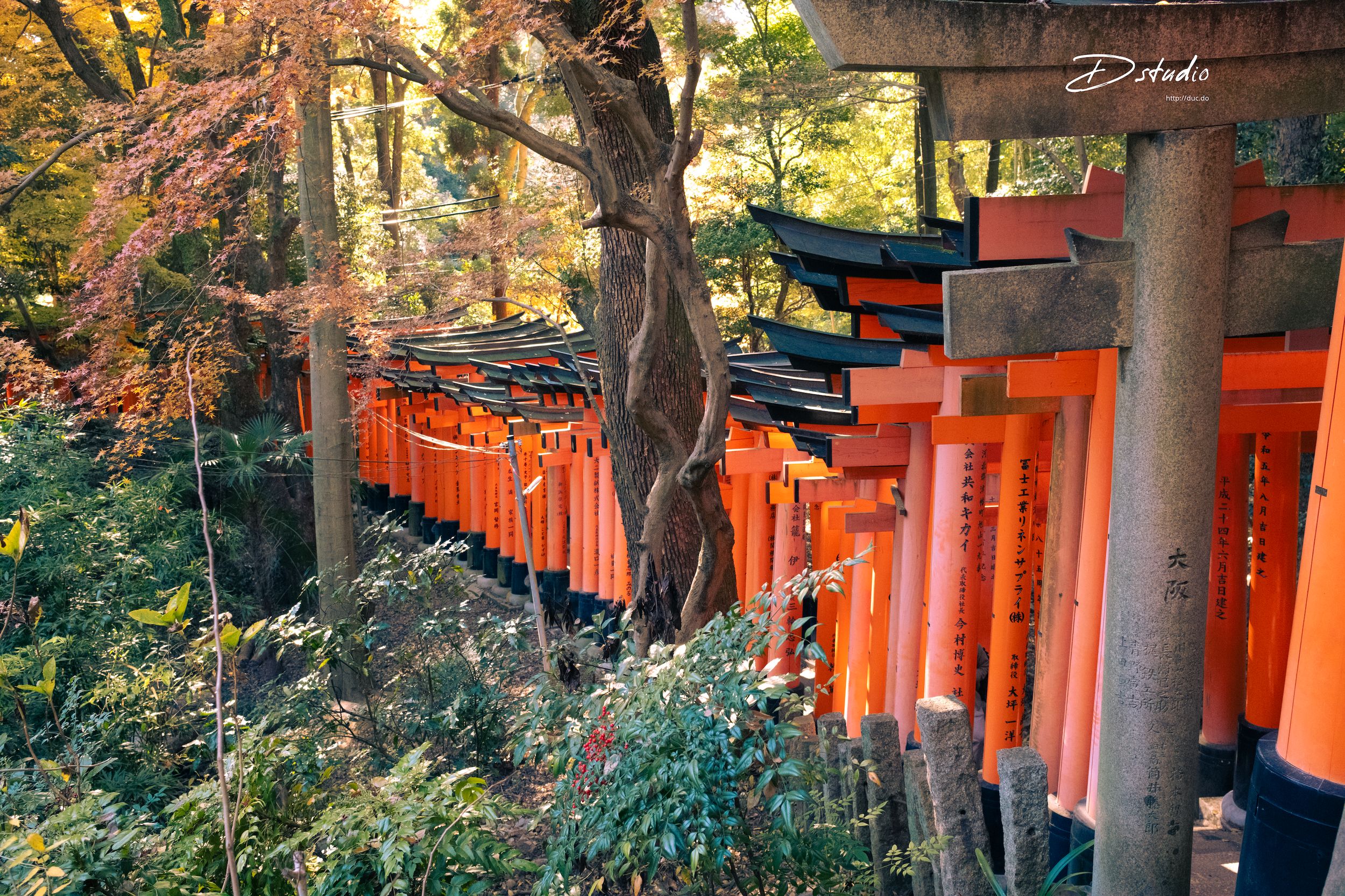 Thousands of torii by D.studio on YouPic