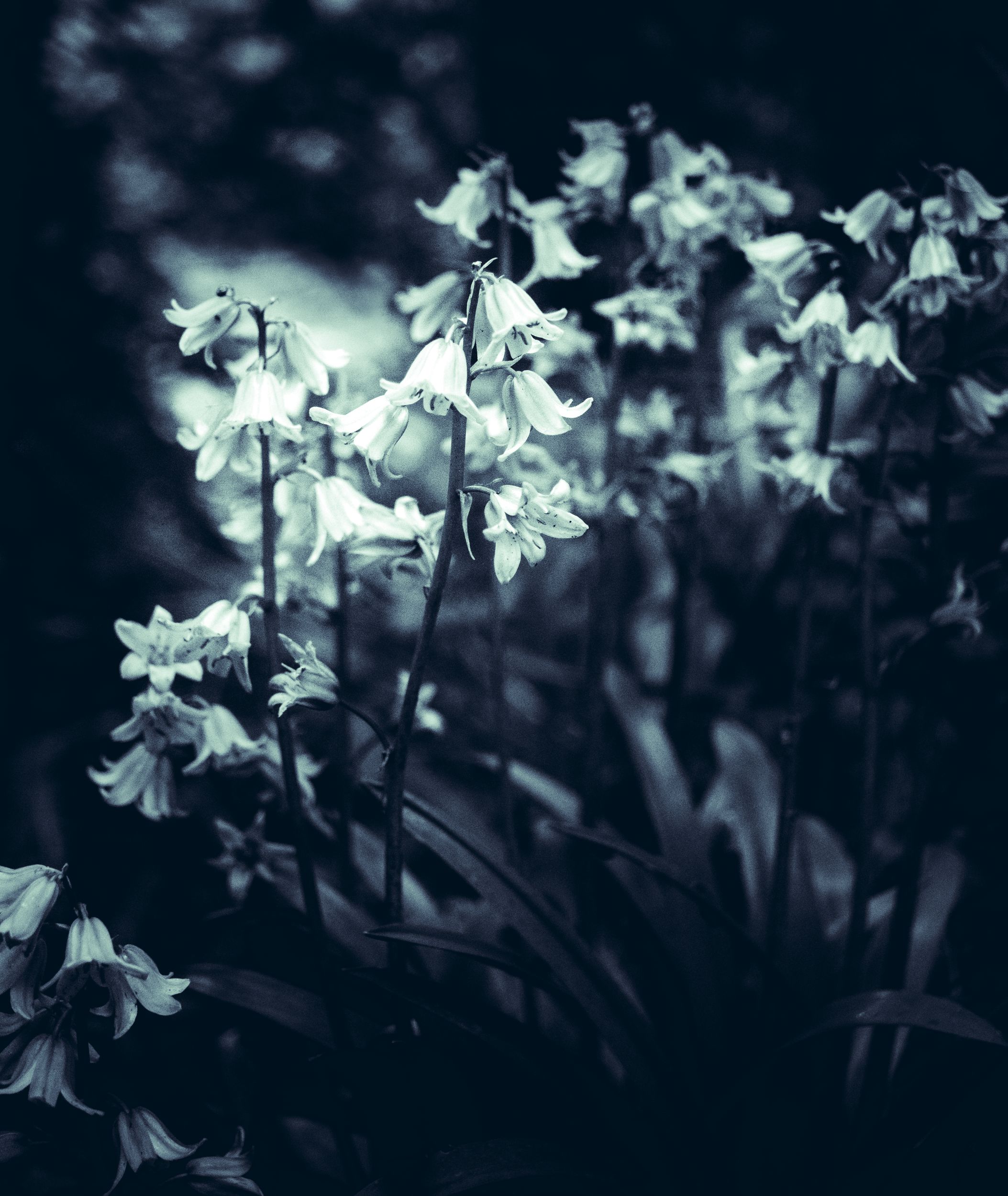 Bells by Paul Berry on YouPic