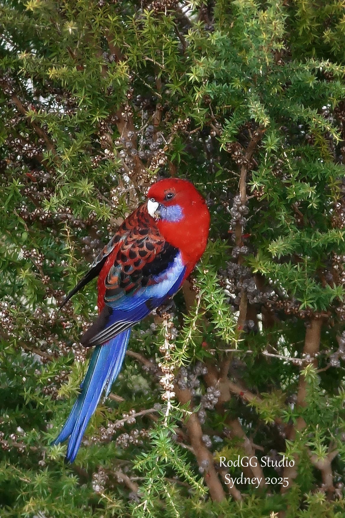 The Colours of The Australian Native Rosella by RodGG Digital Studio on ...