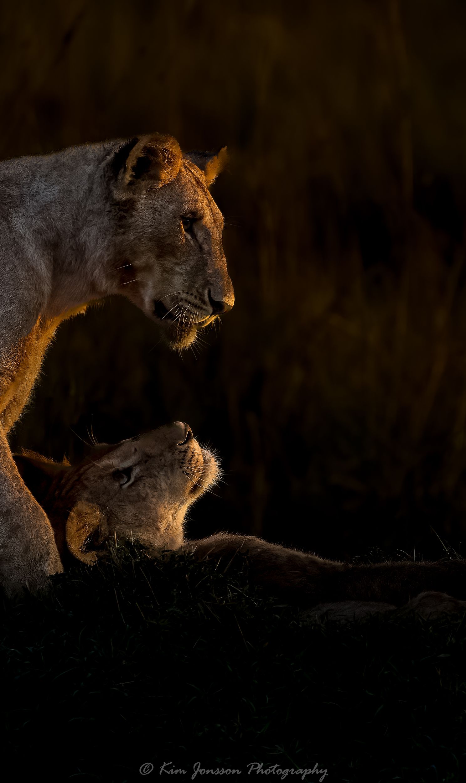 A soft and tender moment between sisters in the sunrise.... by Kim ...