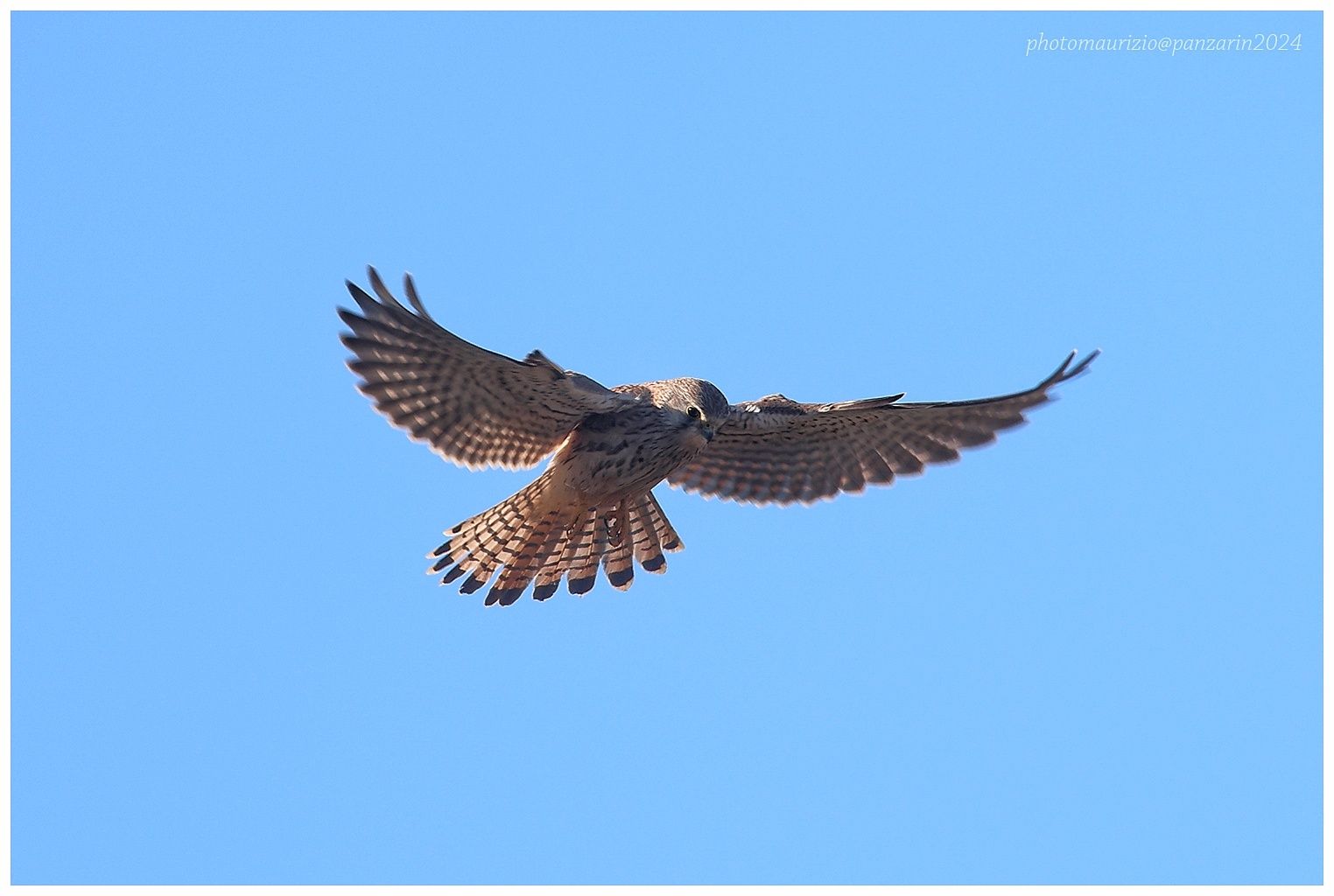 Gheppio in spirito santo!🦅 by mauriziopanzarin on YouPic