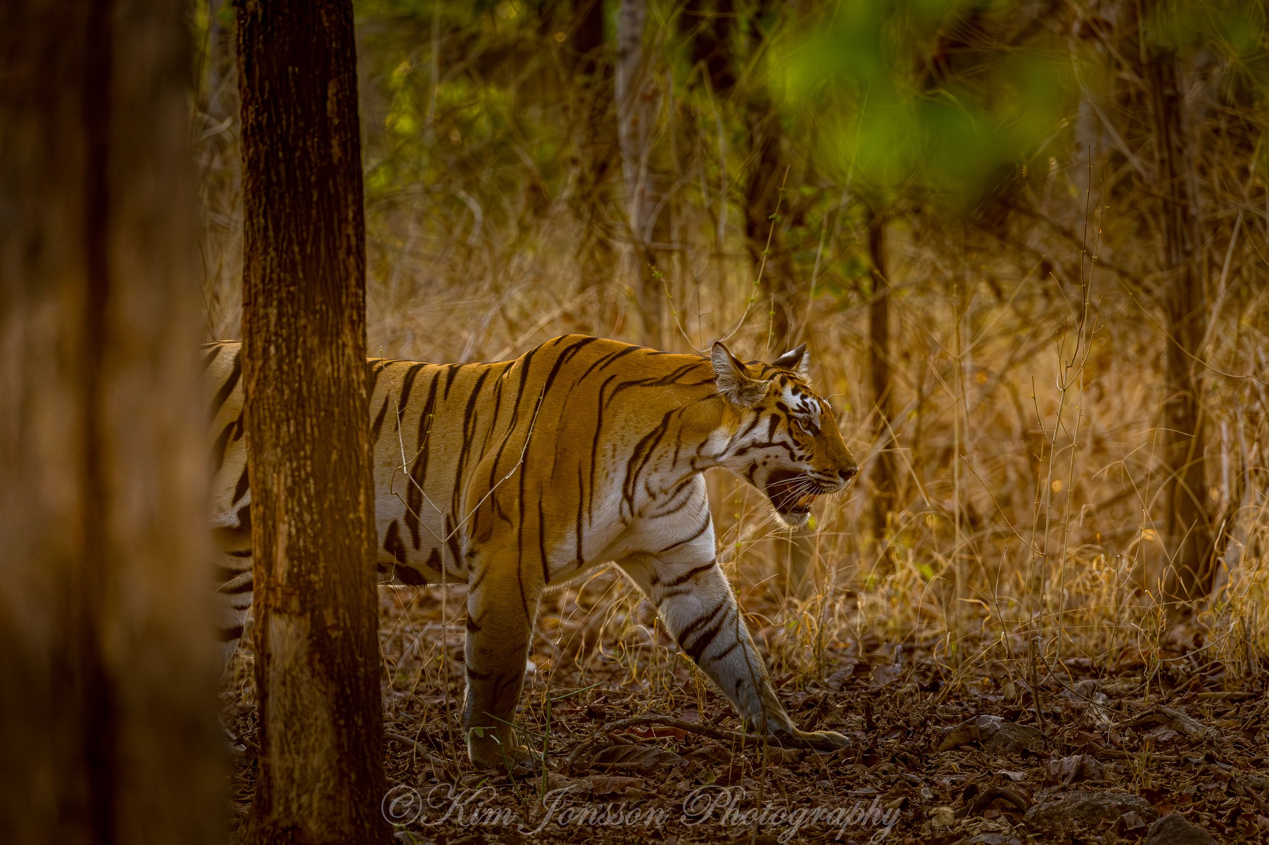 Indian Wildlife - The Bengal Tiger by Kim Jonsson on YouPic