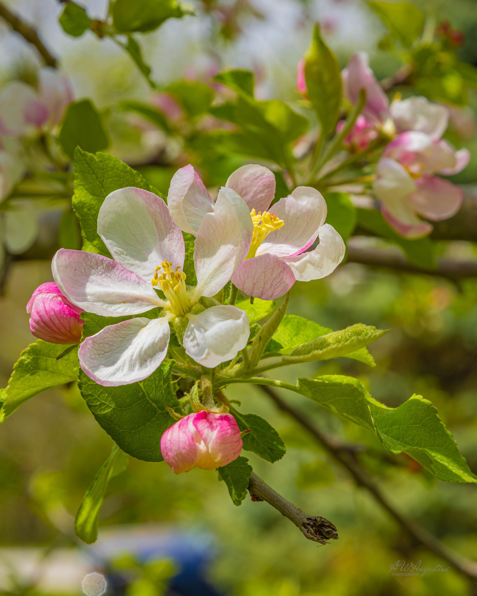 Apple Tree Blossoms by Andrew Augustine on YouPic