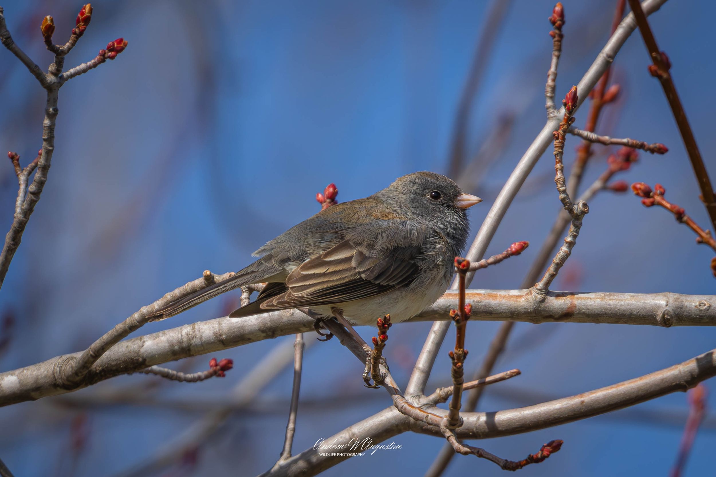 Male Dark-eyed Junco. by Andrew Augustine on YouPic